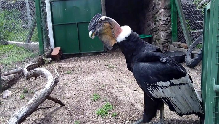 ANSL » Tras cuatro meses en rehabilitación, “Poloc” vuelve a volar en ...