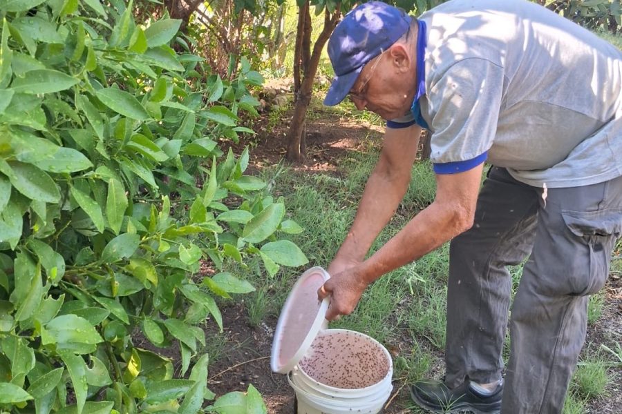 ANSL » Continúa el plan de erradicación de la mosca de los frutos con ...